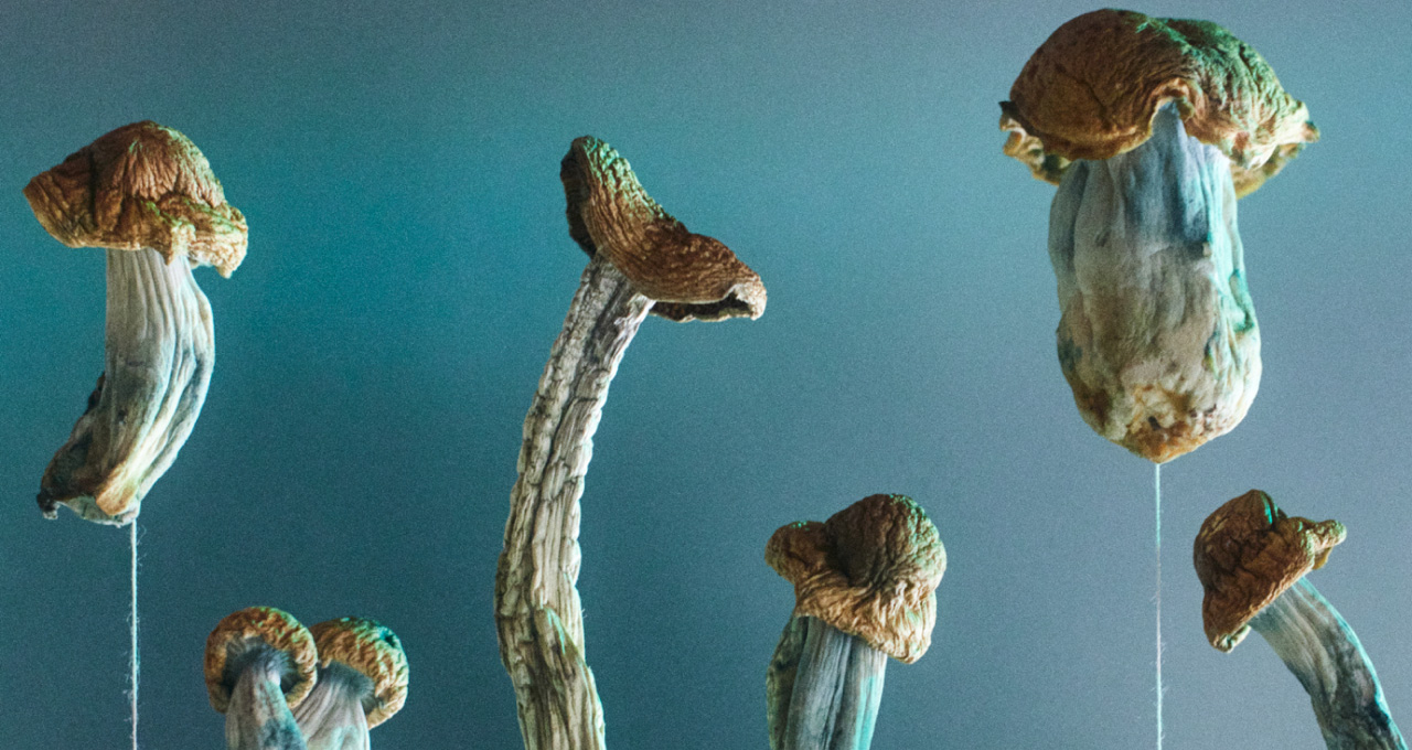 Micro Dose Magic Mushrooms Online - #1 Canadian Dispensary - Ground Sounds